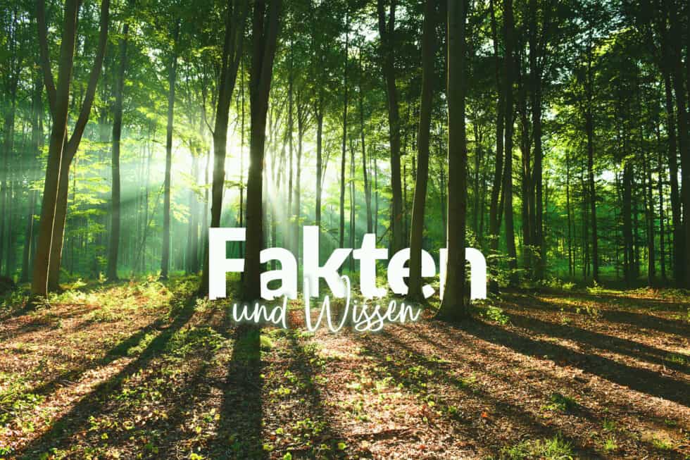 Die Stockwerke des Waldes - Waldgeschichten