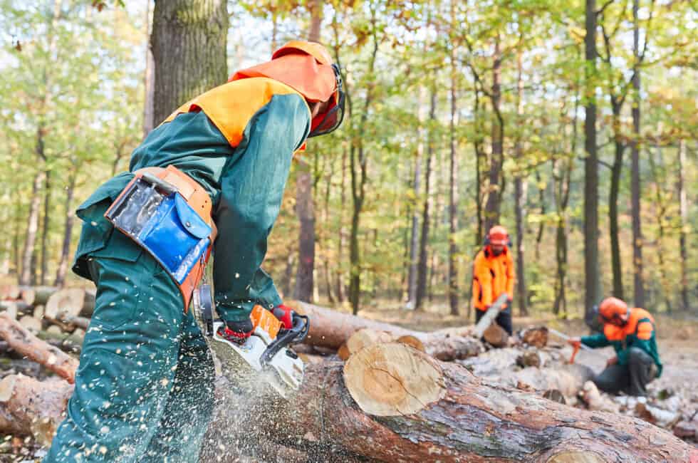 Neue Studie zur Ökonomischen Bedeutung der europäischen Forst- und Holzwirtschaft - Waldgeschichten