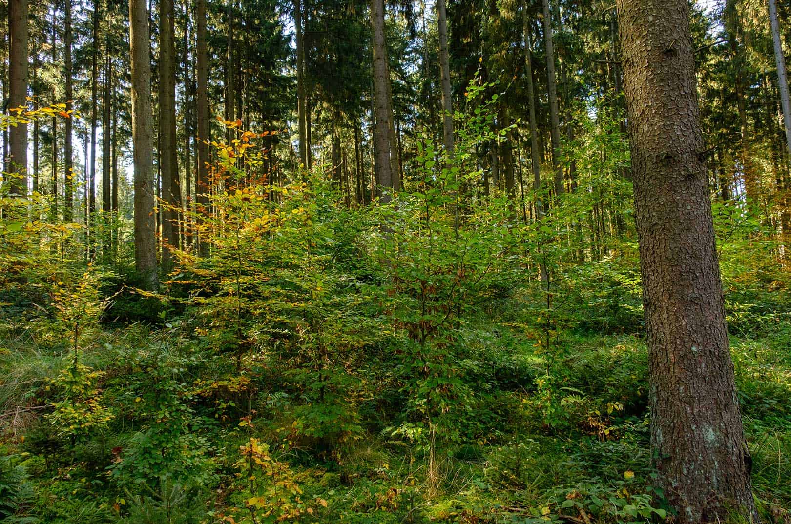 Mit neuen Baumarten verantwortungsbewusst in die klimafitte Zukunft - Waldgeschichten