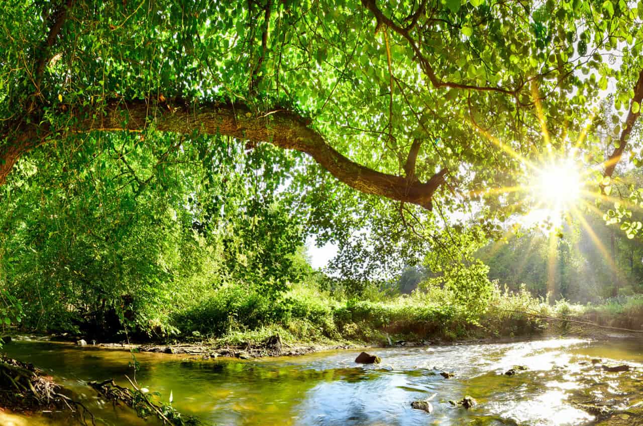 Wissen für den Wald: die BFW-Projektdatenbank - Waldgeschichten