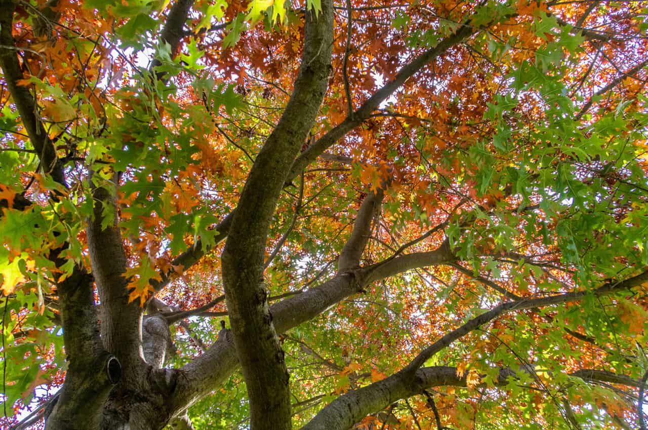 Herbstbeginn im Wald - Waldgeschichten