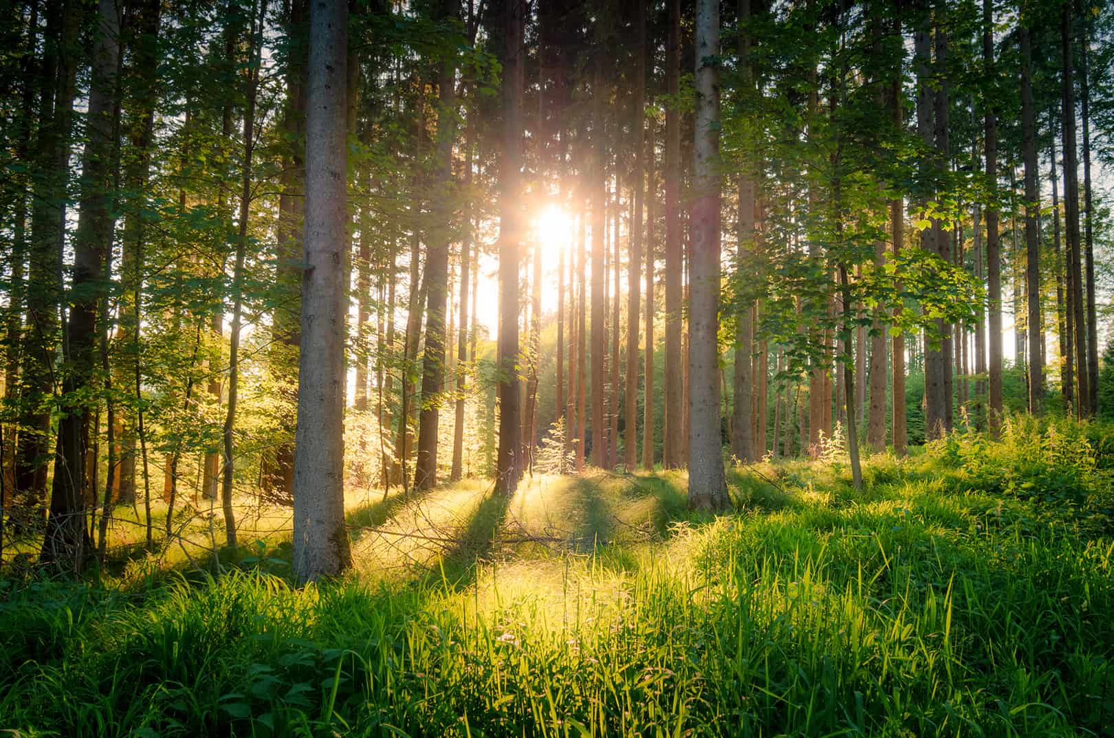 Mit dem Engagement der Landwirte zum klimafitten Wald - Waldgeschichten
